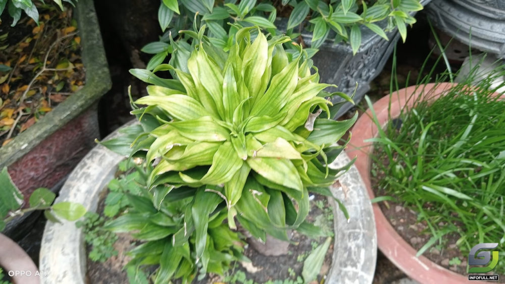 Oppo A17 Camera test full Features - GSM FULL INFO